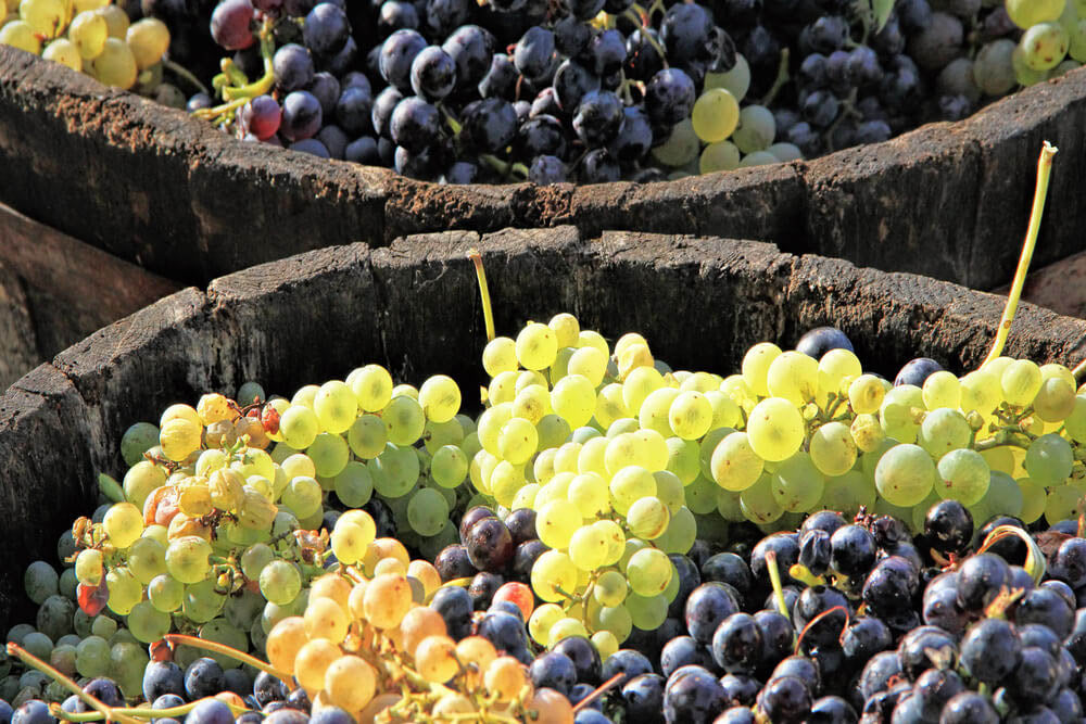 Rhone Wine Grapes Northern Rhône Wine: The Land Of French Syrah