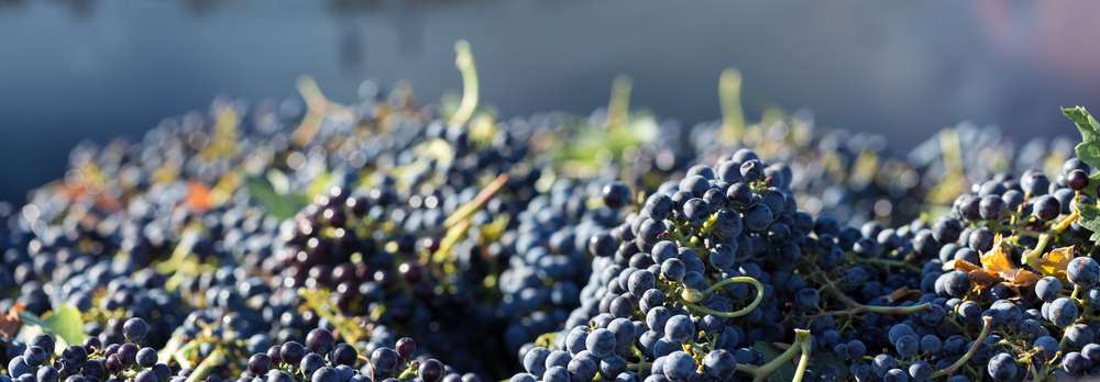 Comment faire du vin soi-même en 10 étapes ? – Château de Berne