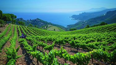 Tout ce qu'il faut savoir sur le cava, ce vin pétillant catalan ...